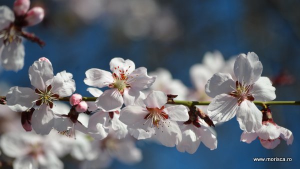 Primavara in Gradina Cismigiu din Bucuresti | Blog de evenimente si ...