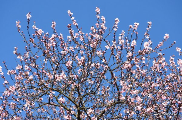 Primavara in Gradina Cismigiu din Bucuresti | Blog de evenimente si ...