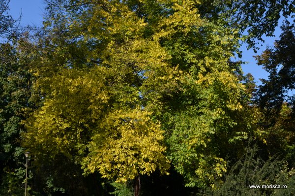 Toamna in Bucuresti: Gradina Cismigiu | Blog de evenimente si calatorii ...