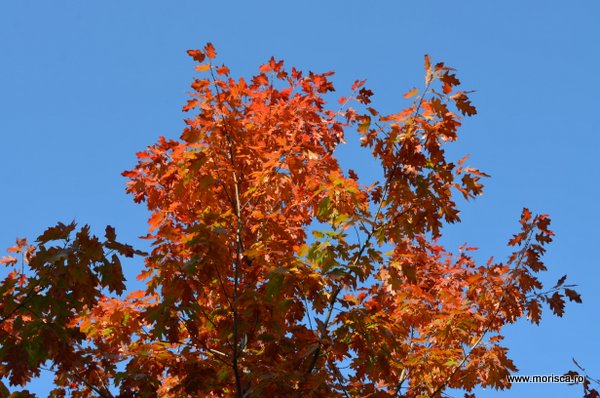 Toamna in Bucuresti: Gradina Cismigiu | Blog de evenimente si calatorii ...