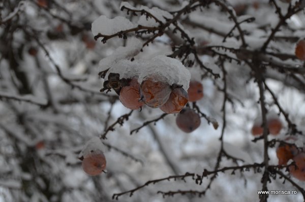 Zapada in Gradina Cismigiu din Bucuresti | Blog de evenimente si ...