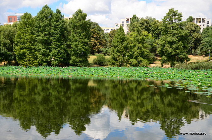 Roz si verde de vara in Parcul Circului din Bucuresti | Blog de ...