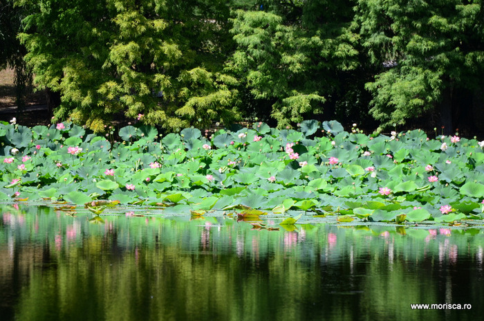 Roz si verde de vara in Parcul Circului din Bucuresti | Blog de ...