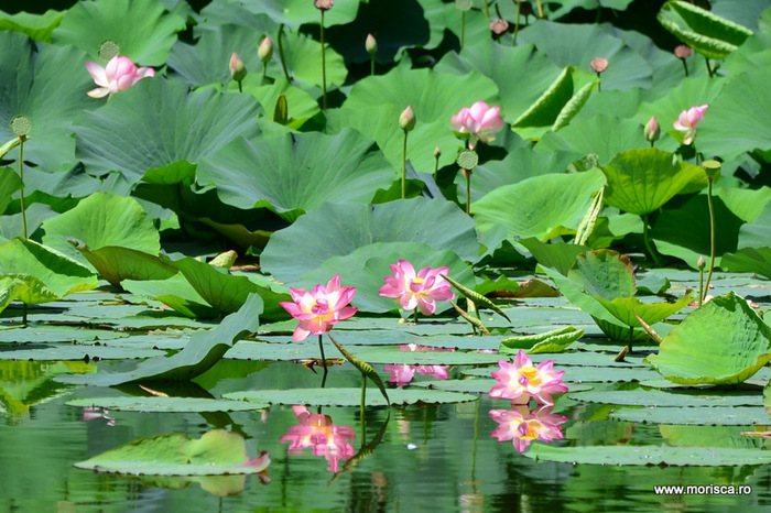 Roz si verde de vara in Parcul Circului din Bucuresti | Blog de ...