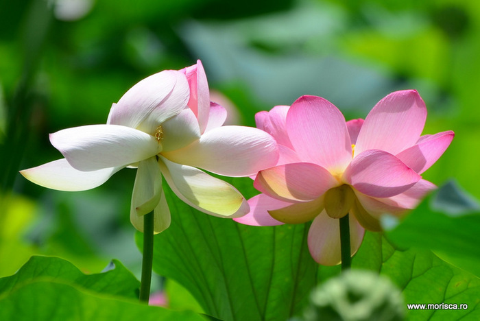 Roz si verde de vara in Parcul Circului din Bucuresti | Blog de ...