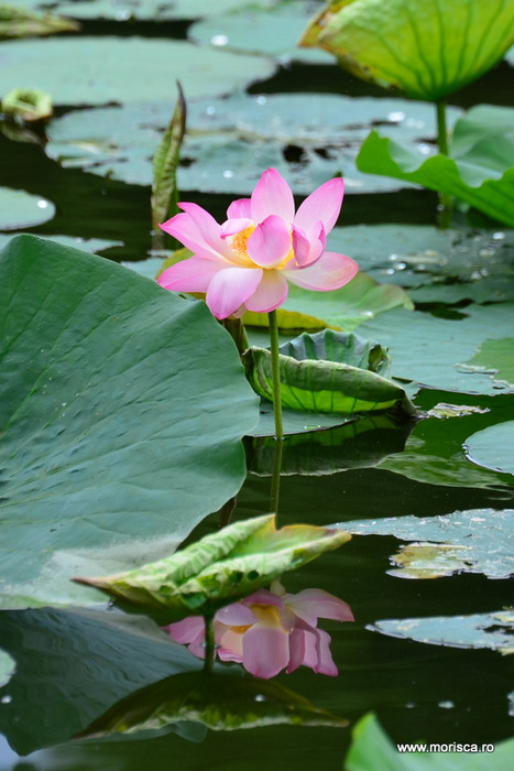 Roz si verde de vara in Parcul Circului din Bucuresti | Blog de ...