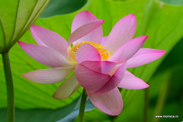 Roz si verde de vara in Parcul Circului din Bucuresti | Blog de ...