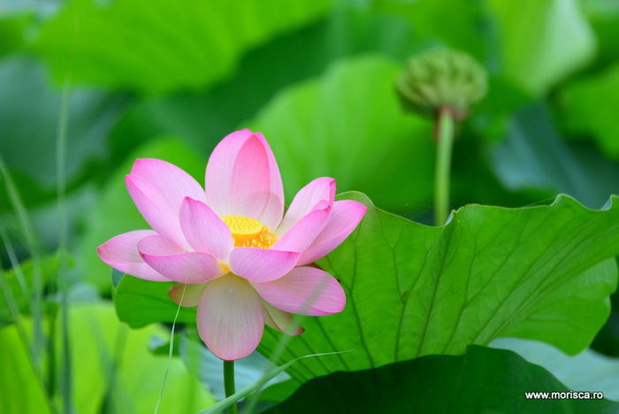 Roz si verde de vara in Parcul Circului din Bucuresti | Blog de ...