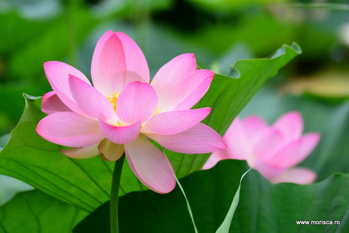 Roz si verde de vara in Parcul Circului din Bucuresti | Blog de ...