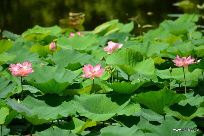 Roz si verde de vara in Parcul Circului din Bucuresti | Blog de ...