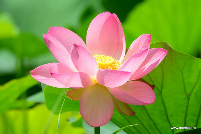 Roz si verde de vara in Parcul Circului din Bucuresti | Blog de ...