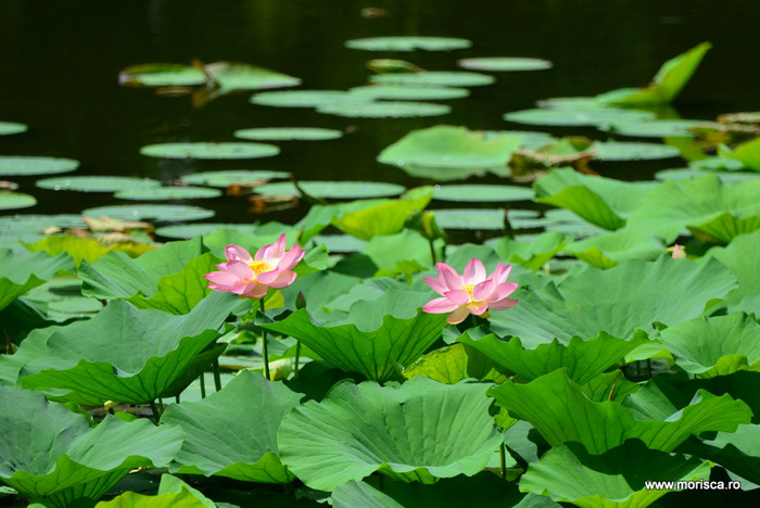 Roz si verde de vara in Parcul Circului din Bucuresti | Blog de ...
