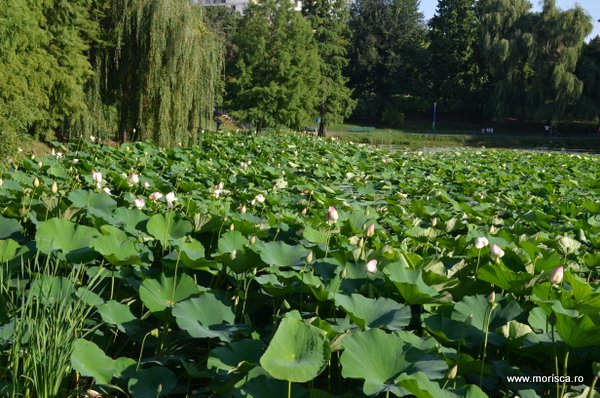Nuferi infloriti in Parcul Circului din Bucuresti | Blog de evenimente ...