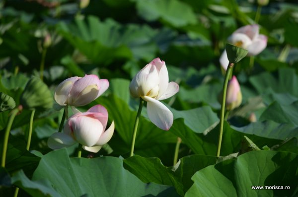 Nuferi infloriti in Parcul Circului din Bucuresti | Blog de evenimente ...
