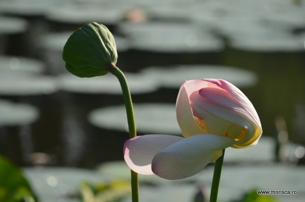 Nuferi infloriti in Parcul Circului din Bucuresti | Blog de evenimente ...