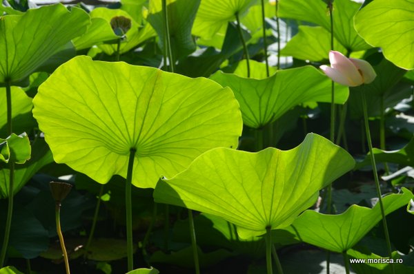 Nuferi infloriti in Parcul Circului din Bucuresti | Blog de evenimente ...