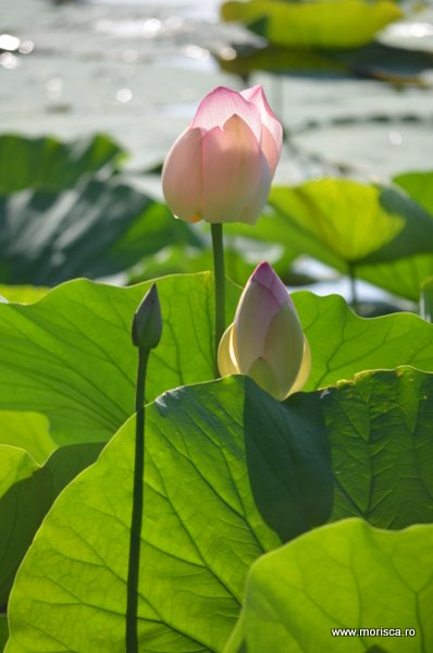 Nuferi infloriti in Parcul Circului din Bucuresti | Blog de evenimente ...