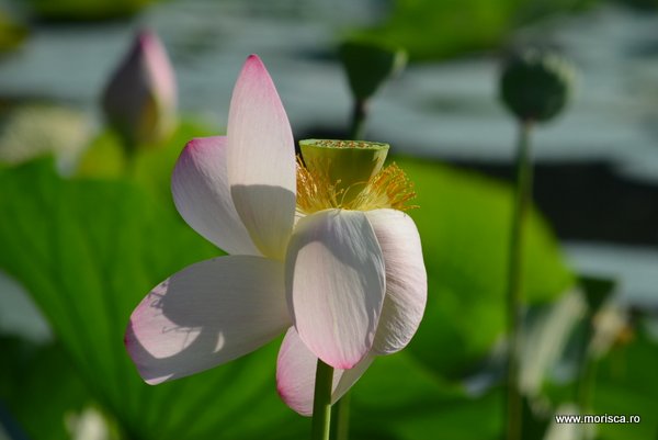 Nuferi infloriti in Parcul Circului din Bucuresti | Blog de evenimente ...