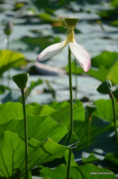 Nuferi infloriti in Parcul Circului din Bucuresti | Blog de evenimente ...
