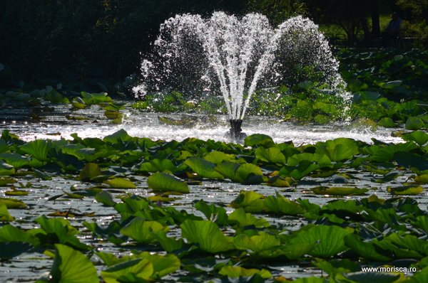 Nuferi infloriti in Parcul Circului din Bucuresti | Blog de evenimente ...