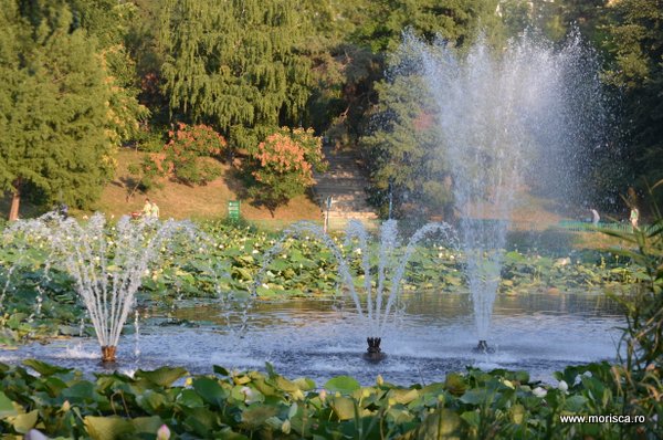 Nuferi roz in Parcul Circului din Bucuresti | Blog de evenimente si ...