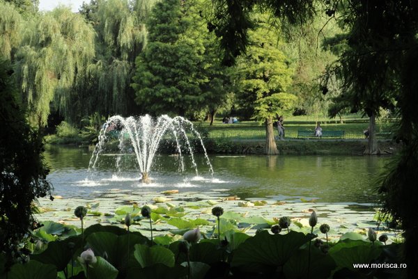 Nuferi roz in Parcul Circului din Bucuresti | Blog de evenimente si ...
