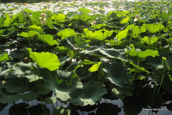Nuferi roz in Parcul Circului din Bucuresti | Blog de evenimente si ...