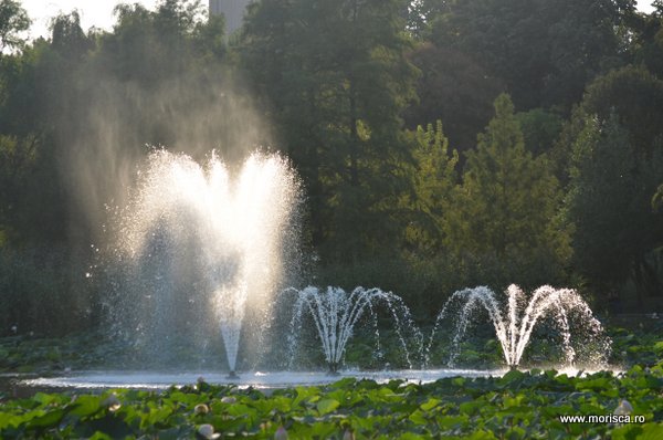 Nuferi roz in Parcul Circului din Bucuresti | Blog de evenimente si ...