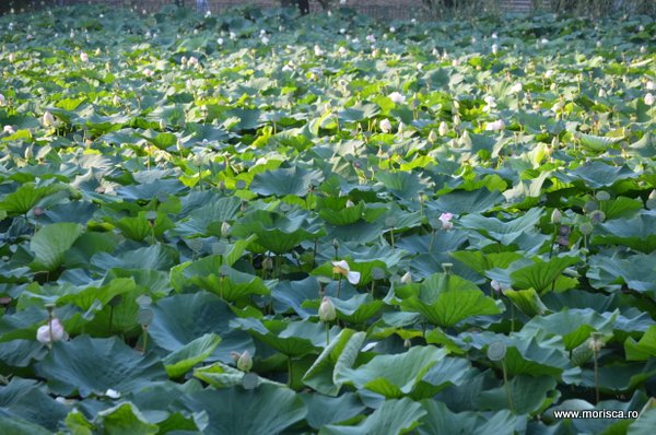Nuferi roz in Parcul Circului din Bucuresti | Blog de evenimente si ...