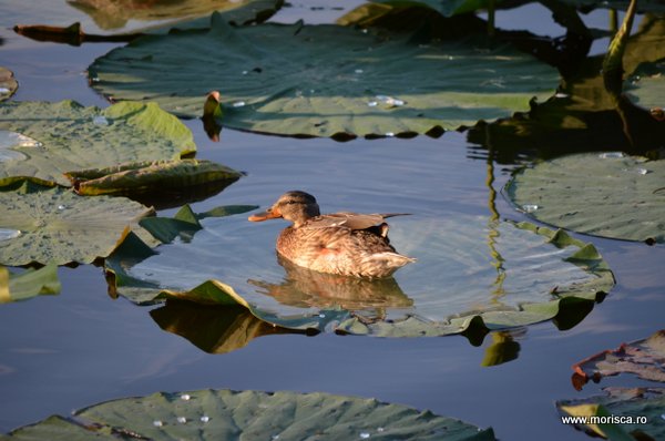 Nuferi roz in Parcul Circului din Bucuresti | Blog de evenimente si ...