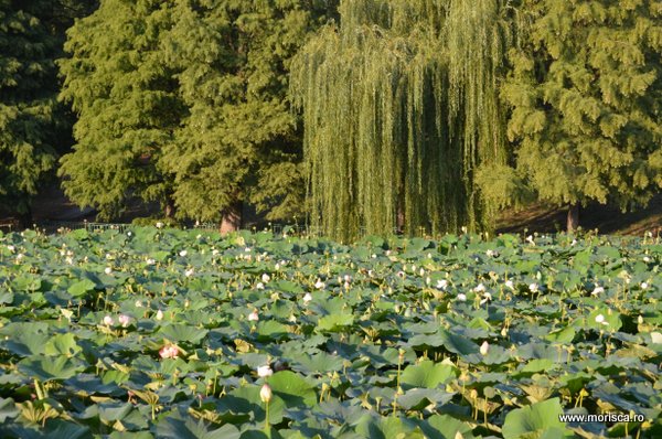Nuferi roz in Parcul Circului din Bucuresti | Blog de evenimente si ...