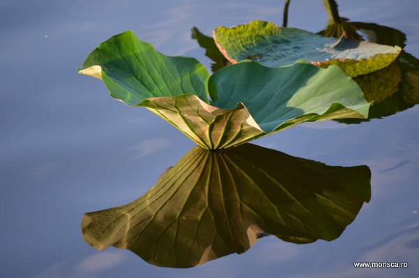 Nuferi roz in Parcul Circului din Bucuresti | Blog de evenimente si ...