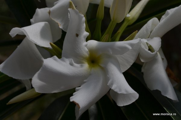 Serele de la Gradina Botanica din Munchen | Blog de evenimente si ...