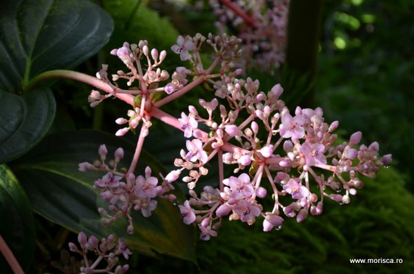 Serele de la Gradina Botanica din Munchen | Blog de evenimente si ...