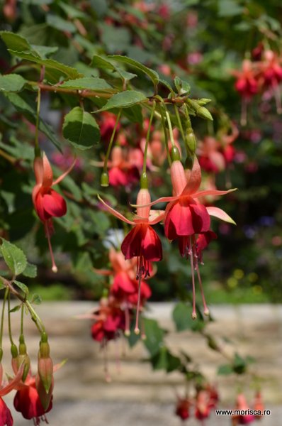 Serele de la Gradina Botanica din Munchen | Blog de evenimente si ...