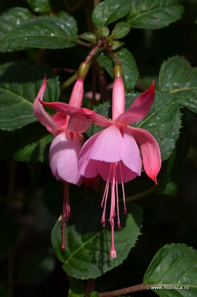 Serele de la Gradina Botanica din Munchen | Blog de evenimente si ...