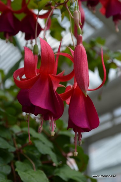 Serele de la Gradina Botanica din Munchen | Blog de evenimente si ...