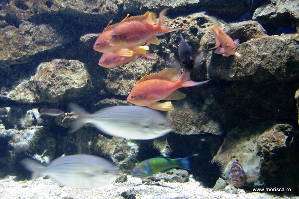 Gradina Zoologica din Budapesta | Blog de evenimente si calatorii ...